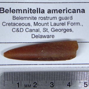 Fossil Collection 8 Different Labeled Fossils - Etsy