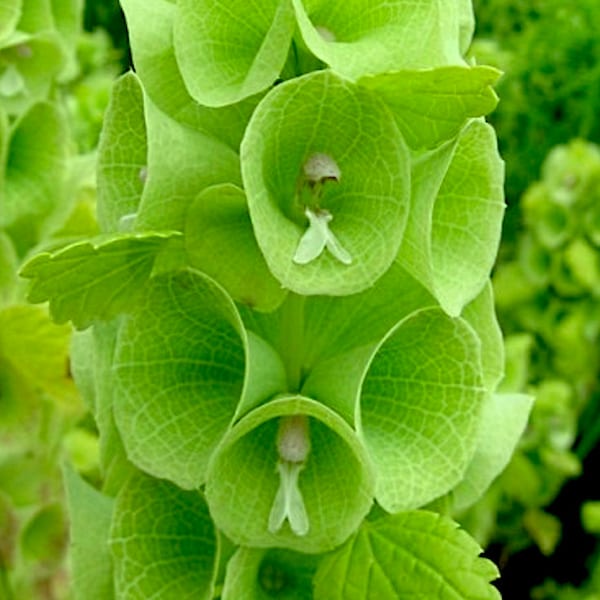 Bells of Ireland - Etsy