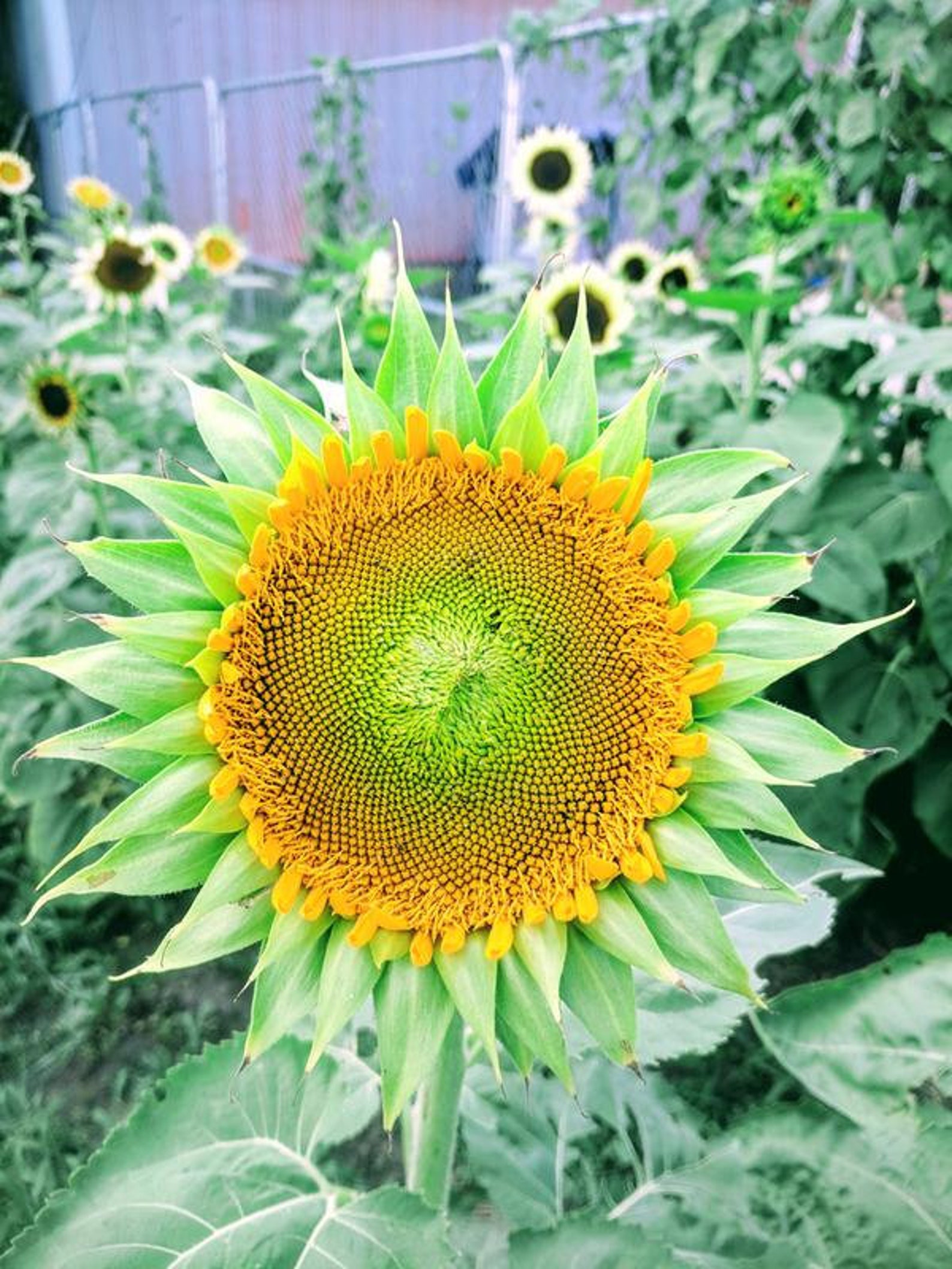 Green Sunflower Seeds 10 per Pack USA Grown and Shipped | Etsy