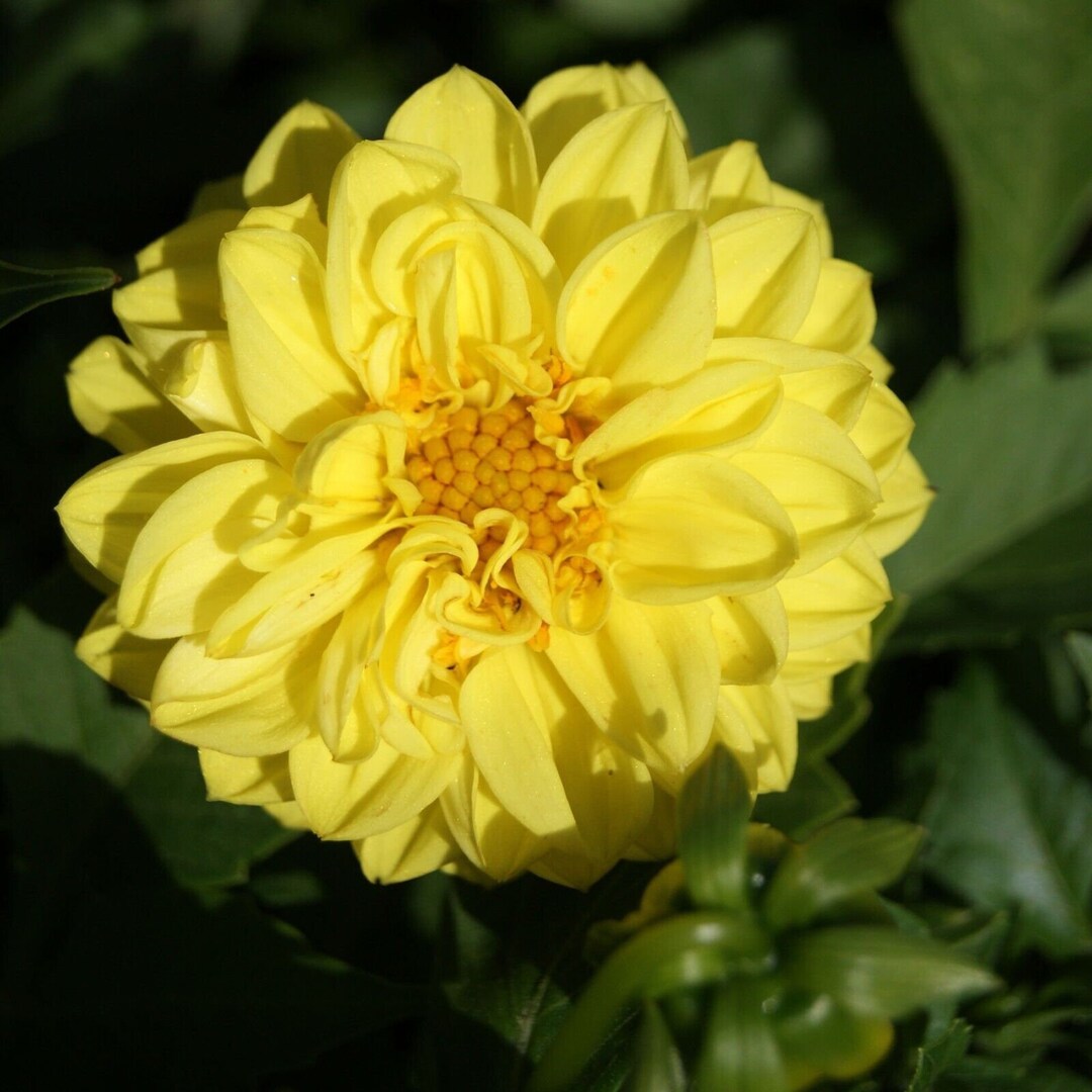 Dahlia Opera Yellow Seeds 20ct.vibrant Colorflowerbedus - Etsy