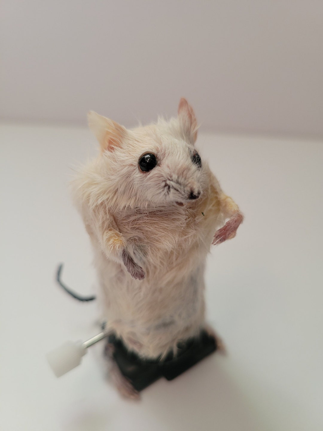 Reanimated Mice Taxiderpy Mouse Wind up Weird Taxidermy - Etsy