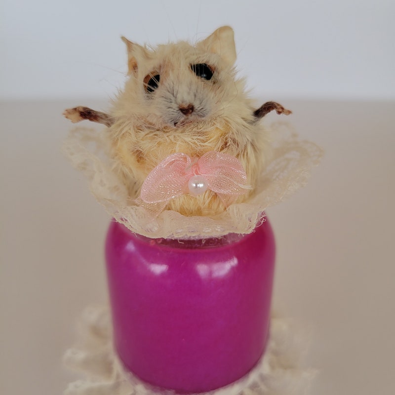 Weird Taxidermy - Etsy