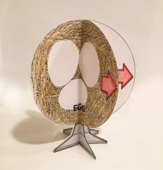 Chicken Life Cycle - 3D Model Craft Activity // Printable Teaching ...