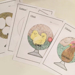 Chicken Life Cycle - 3D Model Craft Activity // Printable Teaching ...