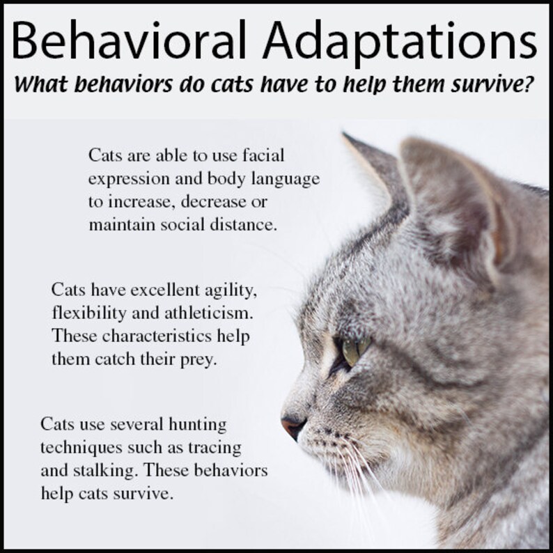 Animal Research Project Adaptations and Evolution PBL // - Etsy