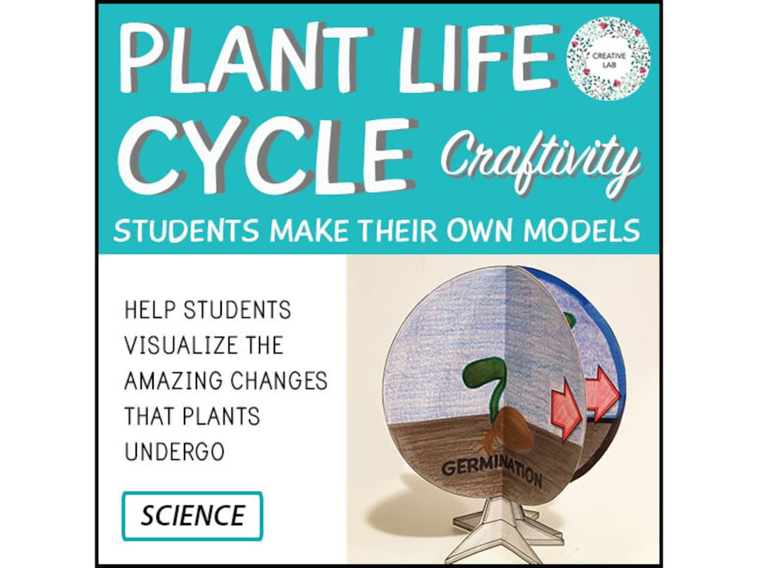 Plant Life Cycle - 3D Model Craft Activity - Etsy