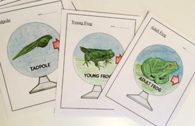 Frog Life Cycle - 3D Model Craft Activity // Printable Teacher School ...