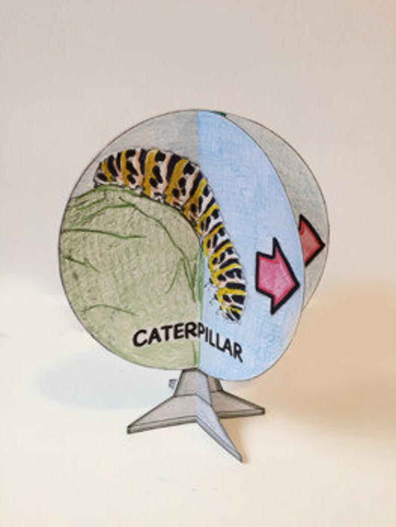 Butterfly Life Cycle 3D Model Craft Activity 100% Editable - Etsy