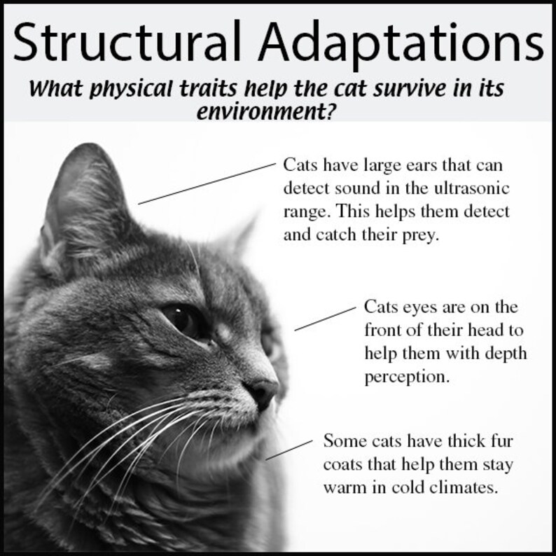 Animal Research Project Adaptations and Evolution PBL // - Etsy