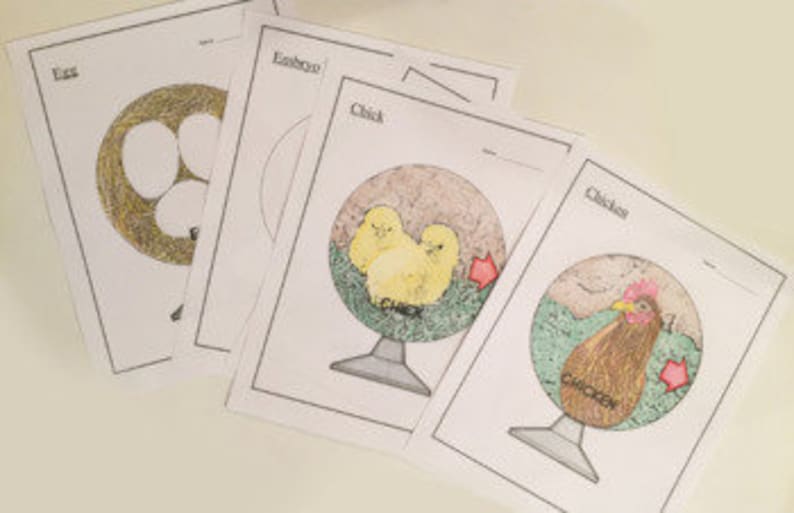 Chicken Life Cycle - 3D Model Craft Activity - 100% Editable ...