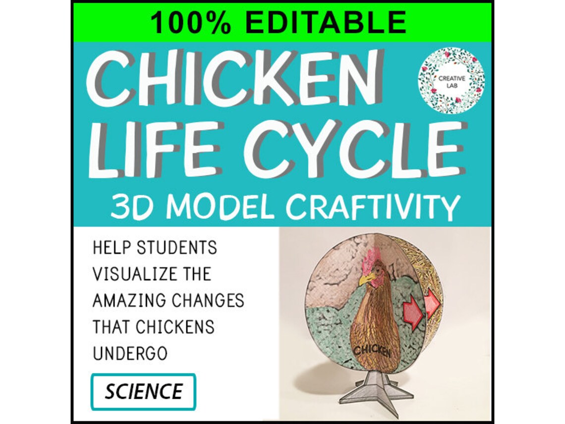 Chicken Life Cycle 3D Model Craft Activity 100% Editable - Etsy