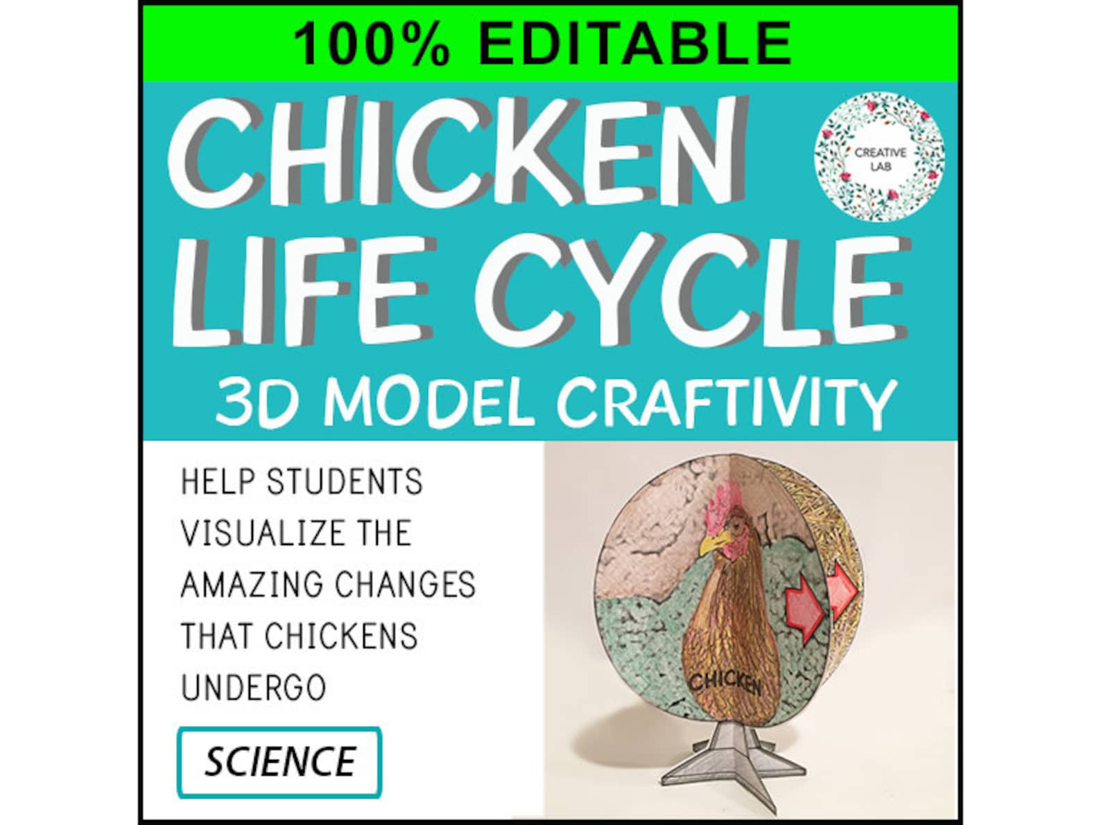 Chicken Life Cycle - 3D Model Craft Activity - 100% Editable ...