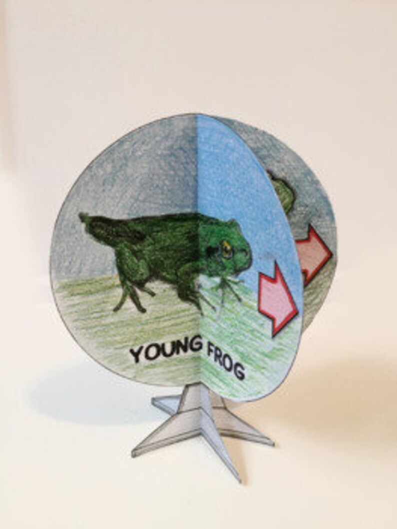 Frog Life Cycle - 3D Model Craft Activity - 100% Editable // Printable ...