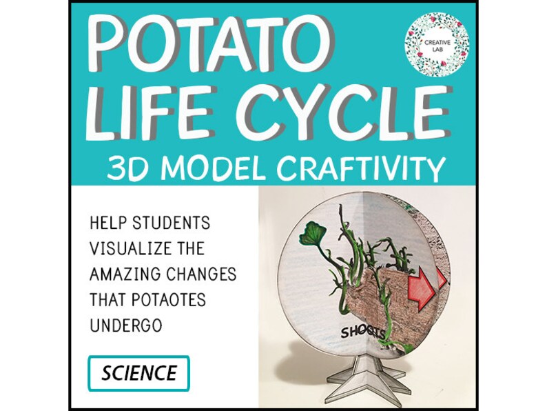 Potato Life Cycle - 3D Model Craft Activity - Etsy