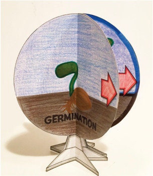 Plant Life Cycle - 3D Model Craft Activity - 100% Editable - Etsy