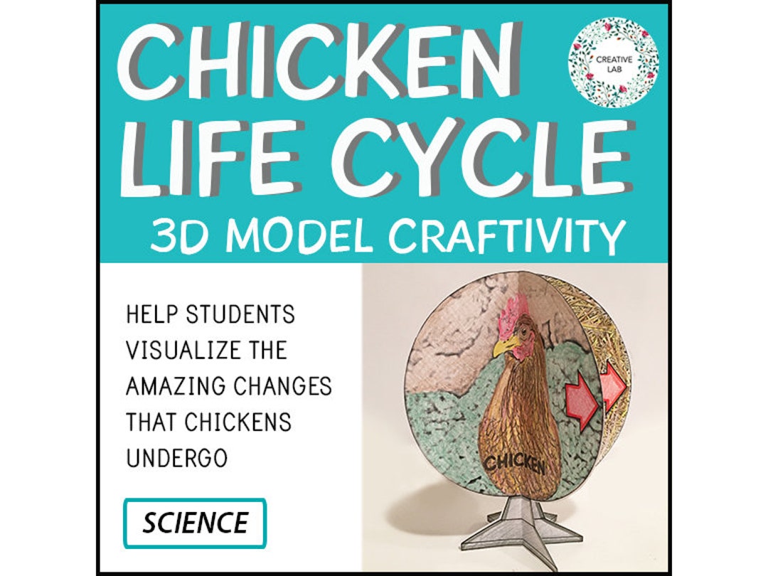 Chicken Life Cycle - 3D Model Craft Activity // Printable Teaching ...
