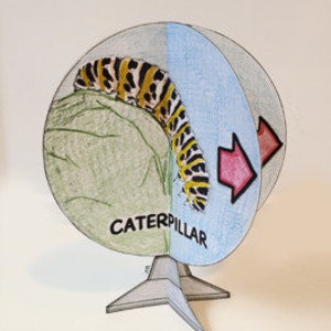 Butterfly Life Cycle - 3D Model Craft Activity // Printable Teaching ...