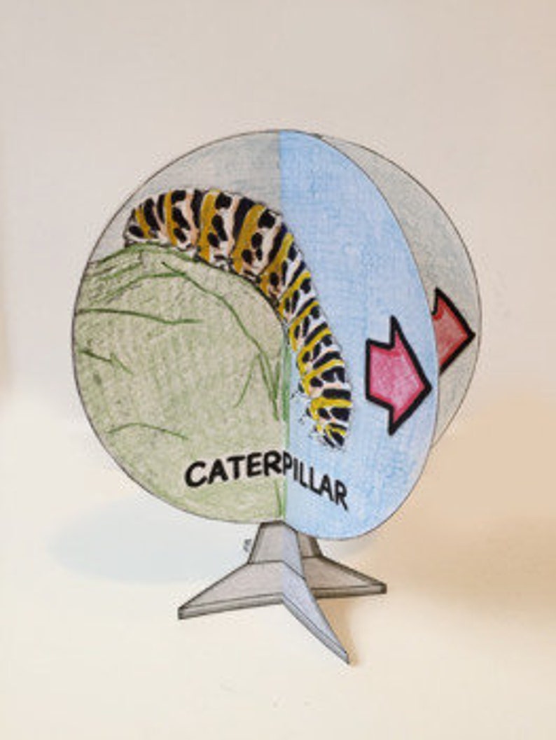 Butterfly Life Cycle - 3D Model Craft Activity // Printable Teaching ...