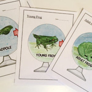 Frog Life Cycle - 3D Model Craft Activity - 100% Editable // Printable ...