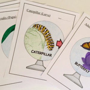 Butterfly Life Cycle - 3D Model Craft Activity // Printable Teaching ...