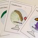 Butterfly Life Cycle - 3D Model Craft Activity // Printable Teaching ...