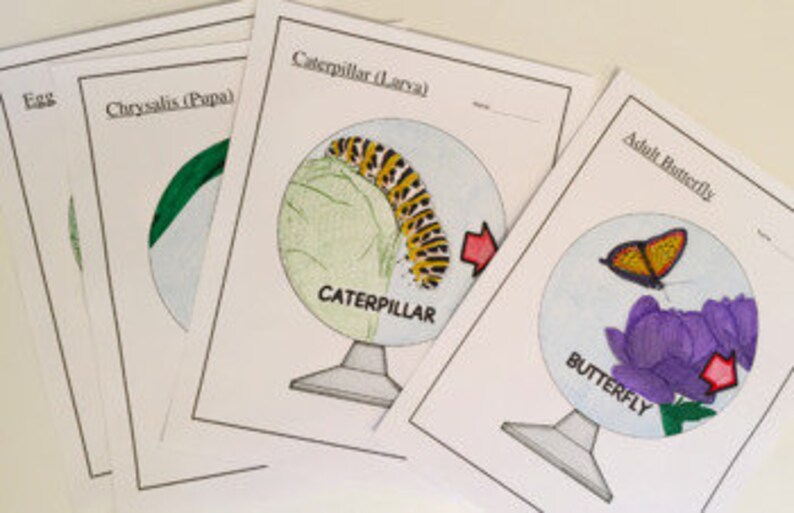 Butterfly Life Cycle - 3D Model Craft Activity // Printable Teaching ...