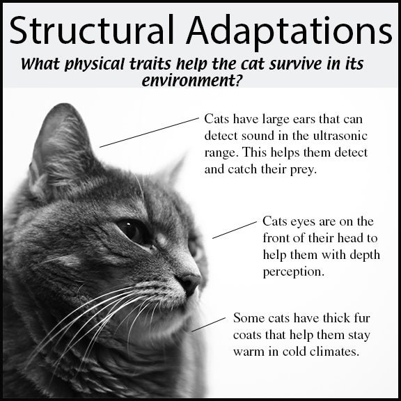 Animal Research Project 100% Editable // Printable Teaching - Etsy