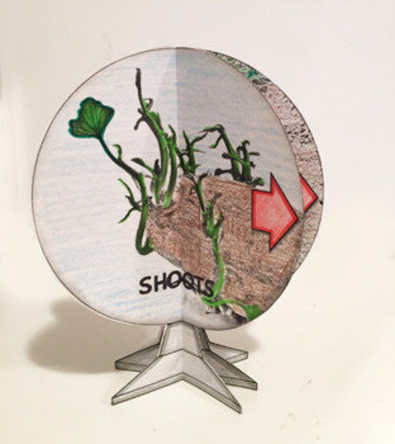 Potato Life Cycle - 3D Model Craft Activity - Etsy