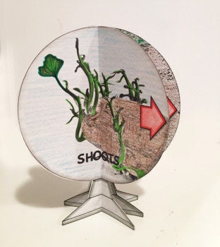 Potato Life Cycle - 3D Model Craft Activity - Etsy