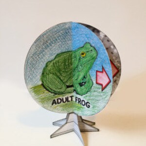 Frog Life Cycle - 3D Model Craft Activity - 100% Editable // Printable ...