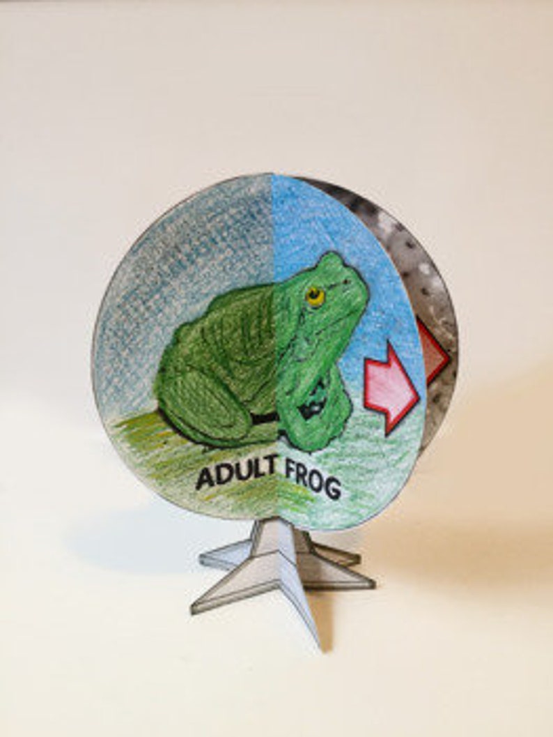 Frog Life Cycle - 3D Model Craft Activity - 100% Editable // Printable ...