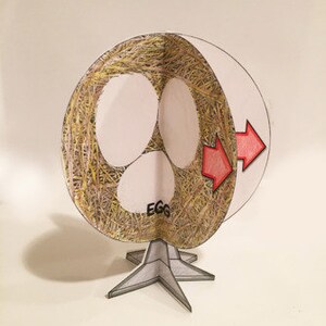 Chicken Life Cycle - 3D Model Craft Activity - 100% Editable ...