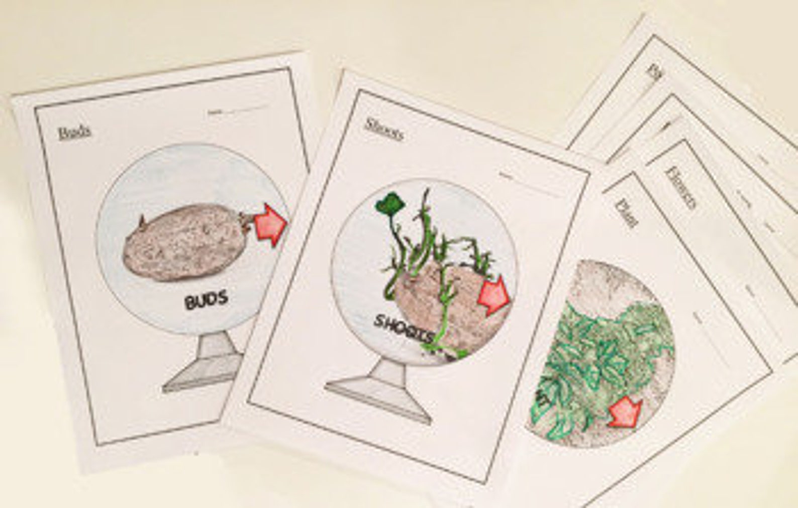 Potato Life Cycle - 3D Model Craft Activity - Etsy