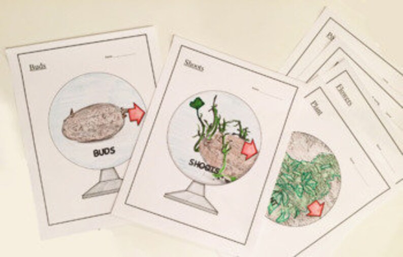 Potato Life Cycle - 3D Model Craft Activity - Etsy