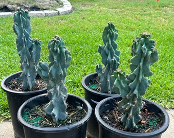 Cereus Peruvianus Monstrose Blue Apple Cactus 10 Tall - Etsy