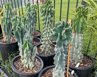 Cereus Peruvianus Monstrose Blue Apple Cactus 10 Tall - Etsy