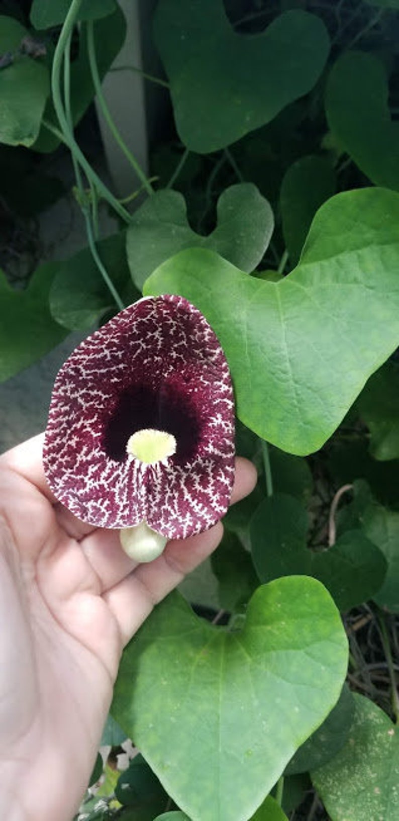 Jack-in-the-pulpit Vining Flower Plant Seeds Organic From Giftsrow ...