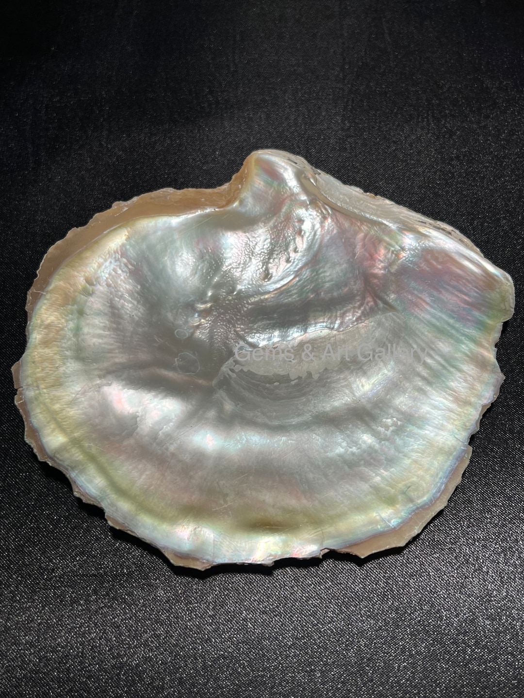 Mother of Pearl / Sea Shell / Gemstones / Collectibles / MOP - Etsy