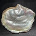 Mother of Pearl / Sea Shell / Gemstones / Collectibles / MOP - Etsy
