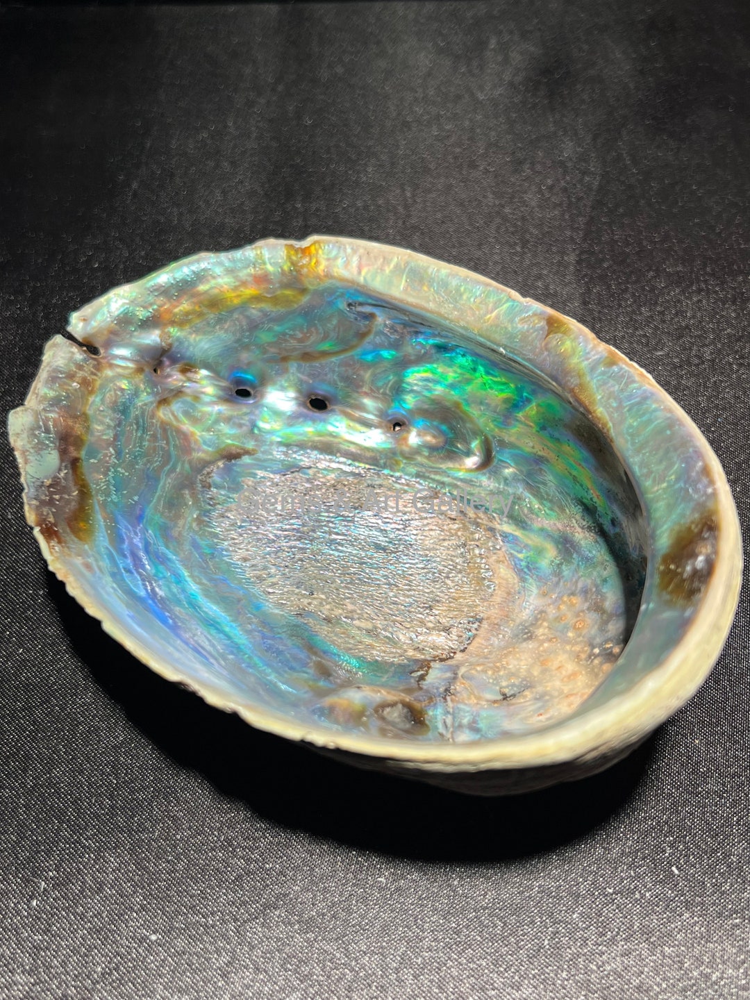 Green Abalone Sea Shell / Gemstones / Collectibles - Etsy