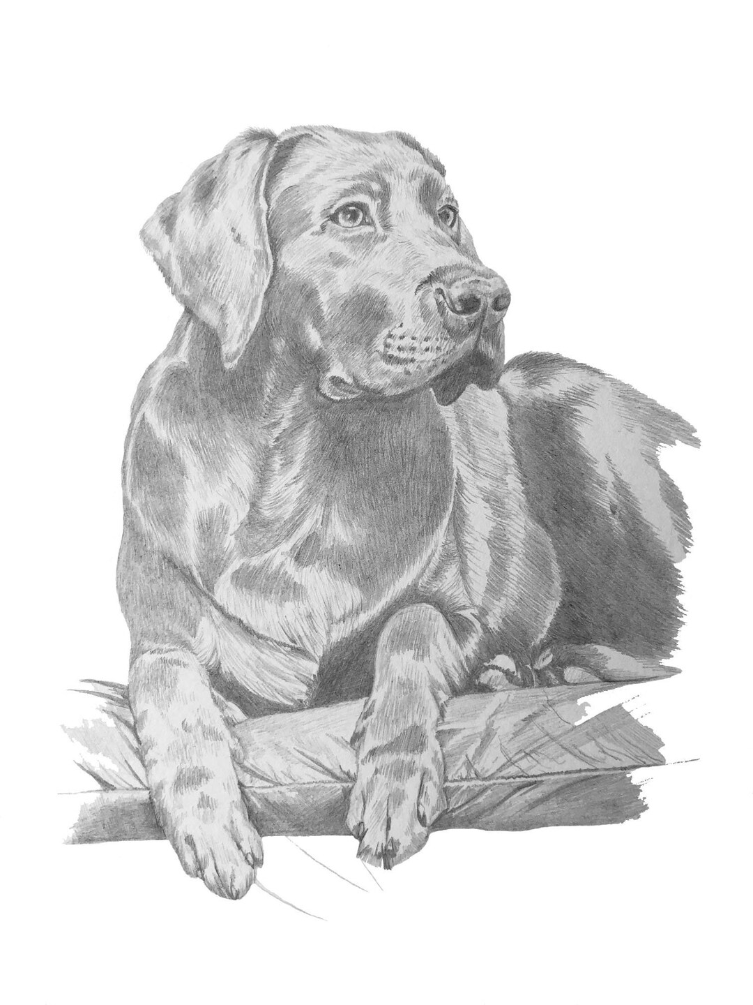 Labrador Pencil Drawing - Etsy