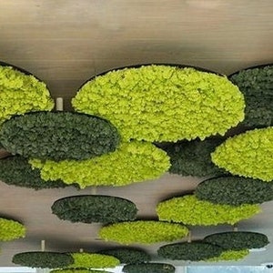 Round Moss Ceiling Art Decor Wall Moss Art Green Moss Ceiling Tiles ...
