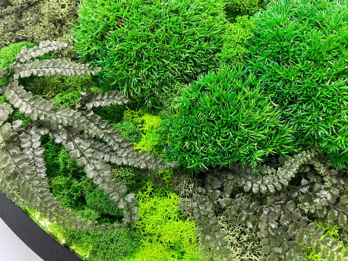 Extra Large Natural Dried Moss Wall Art Wall Moss Decor Moss - Etsy UK