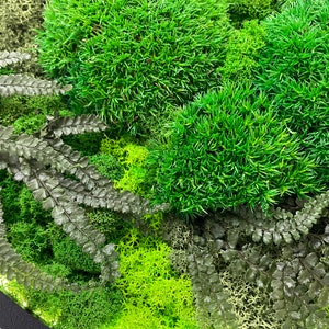 Extra Large Natural Dried Moss Wall Art Wall Moss Decor Moss - Etsy
