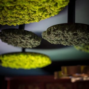 Circle Moss Ceiling Tiles Custom Panels Wall Moss Art Green Natural ...