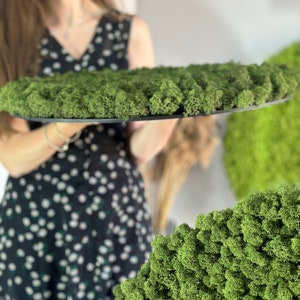 Circle Moss Ceiling Tiles Custom Panels Wall Moss Art Green Natural ...