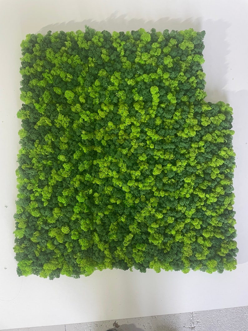Preserved Moss Panels Wall Natural Dried Moss Art Trendy Wall Art Green ...