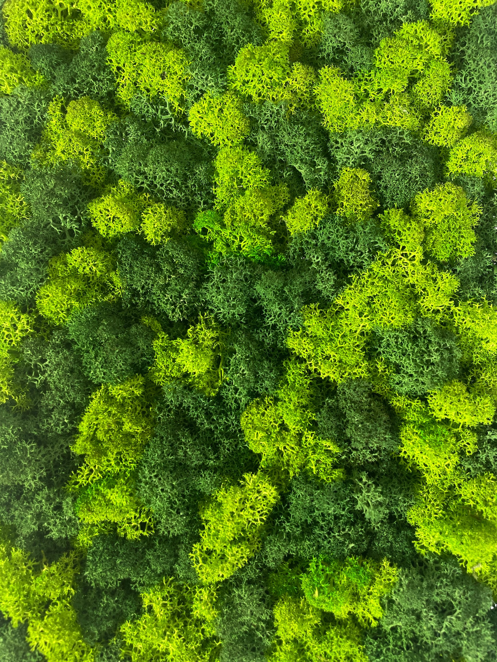 Preserved Moss Panels Wall Natural Dried Moss Art Trendy Wall Art Green ...