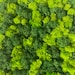 Preserved Moss Panels Wall Natural Dried Moss Art Trendy Wall Art Green ...