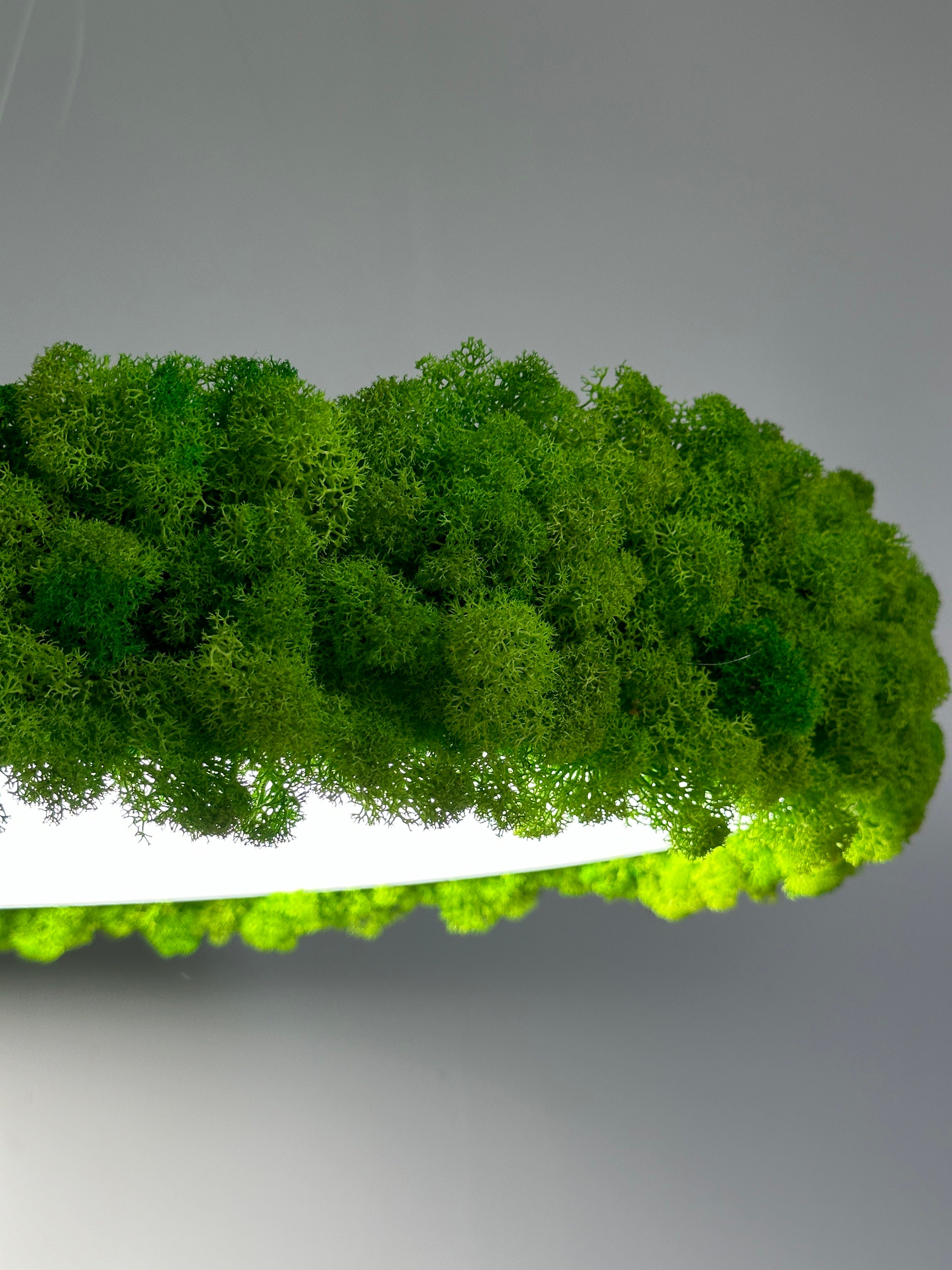 Stabilized Moss Pendant Light, Ceiling Lamp, Dining Room Lighting, Moss ...